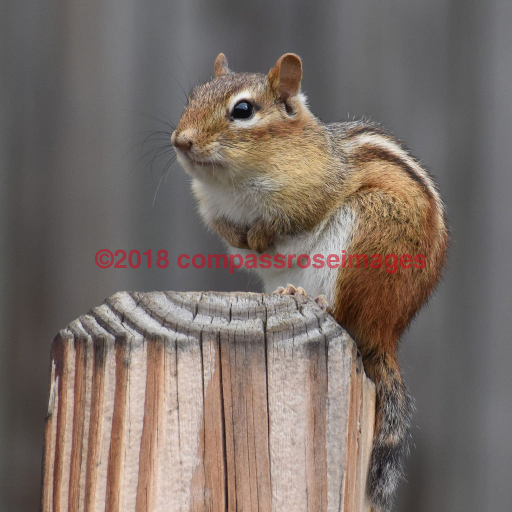 Chipmunk 4 Tiles Compass Rose Images