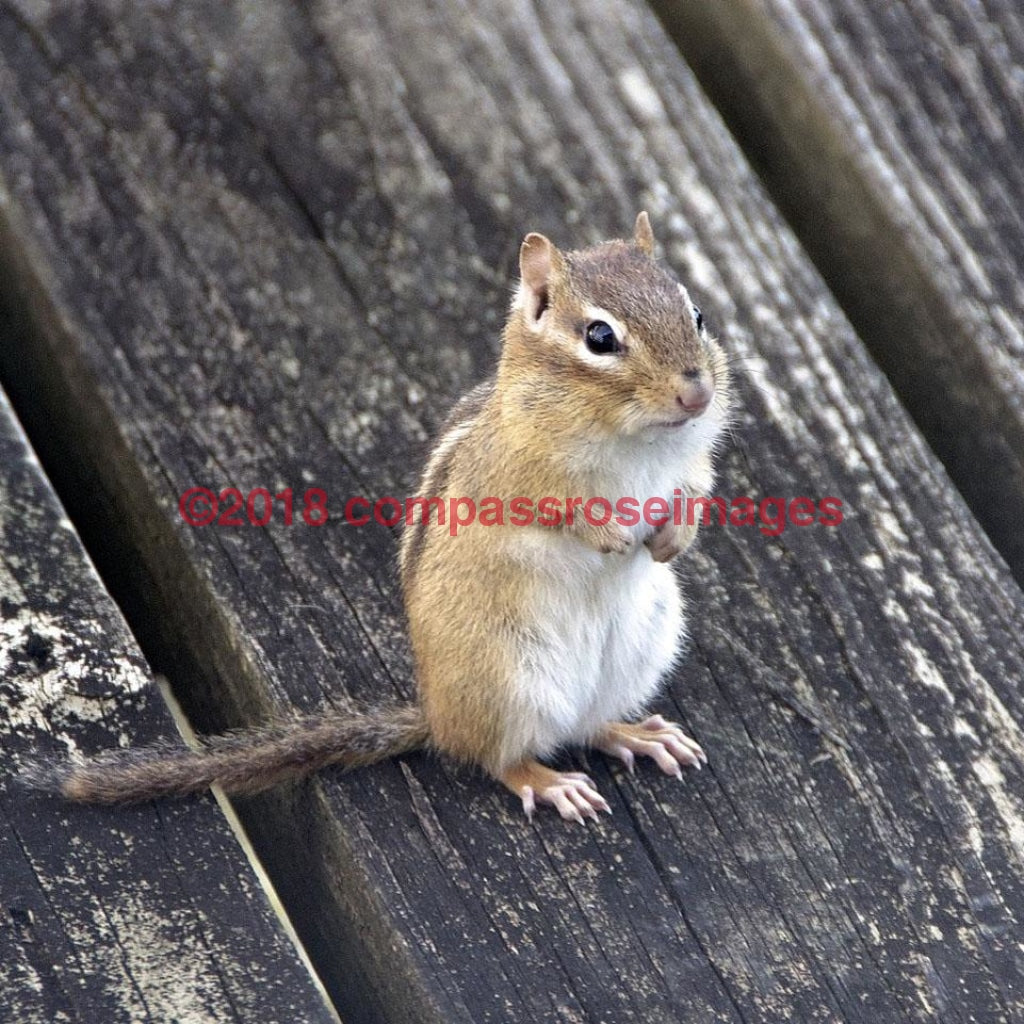 Chipmunk 5 Tiles Compass Rose Images