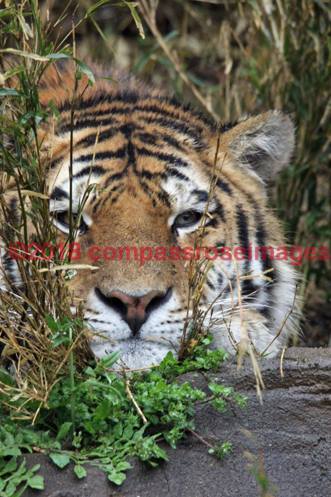 Tiger, Bengal Mousepad – Compass Rose Images