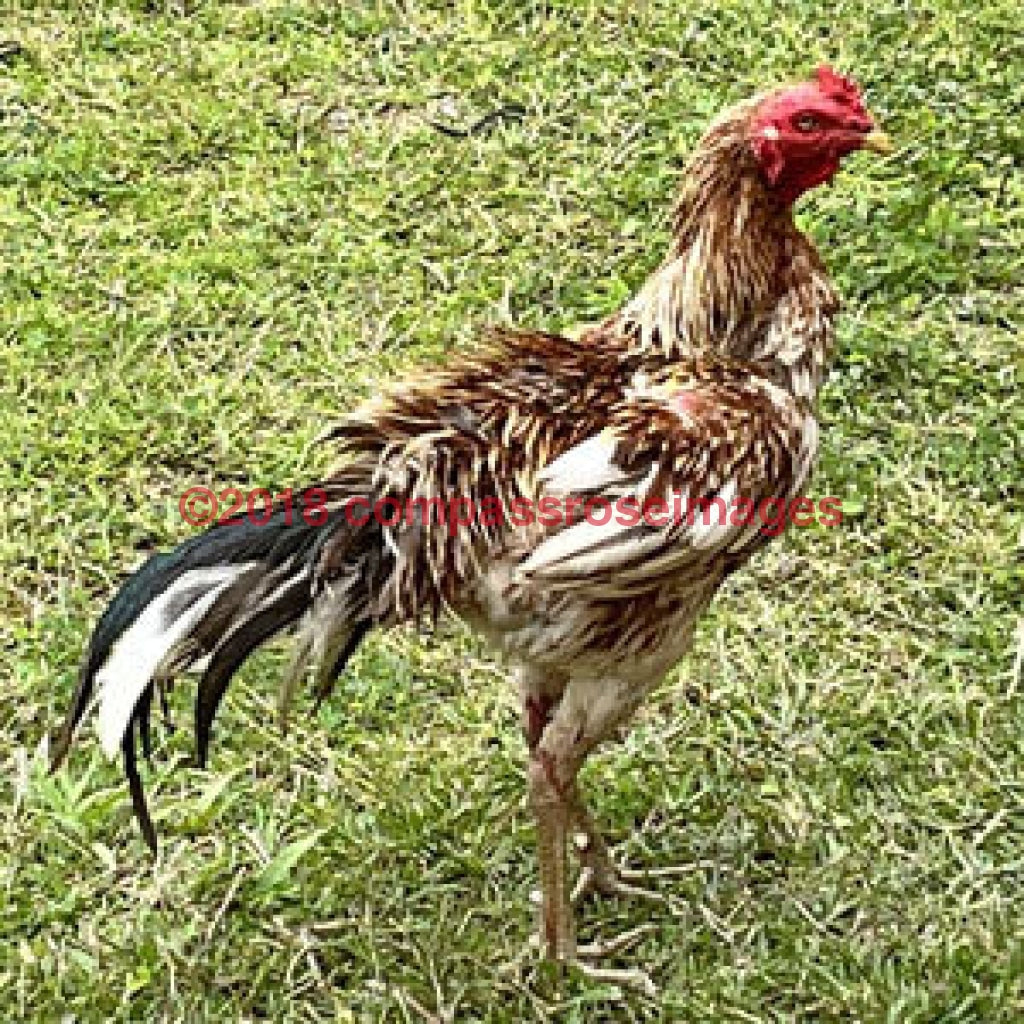 Chicken 5-Tiles – Compass Rose Images