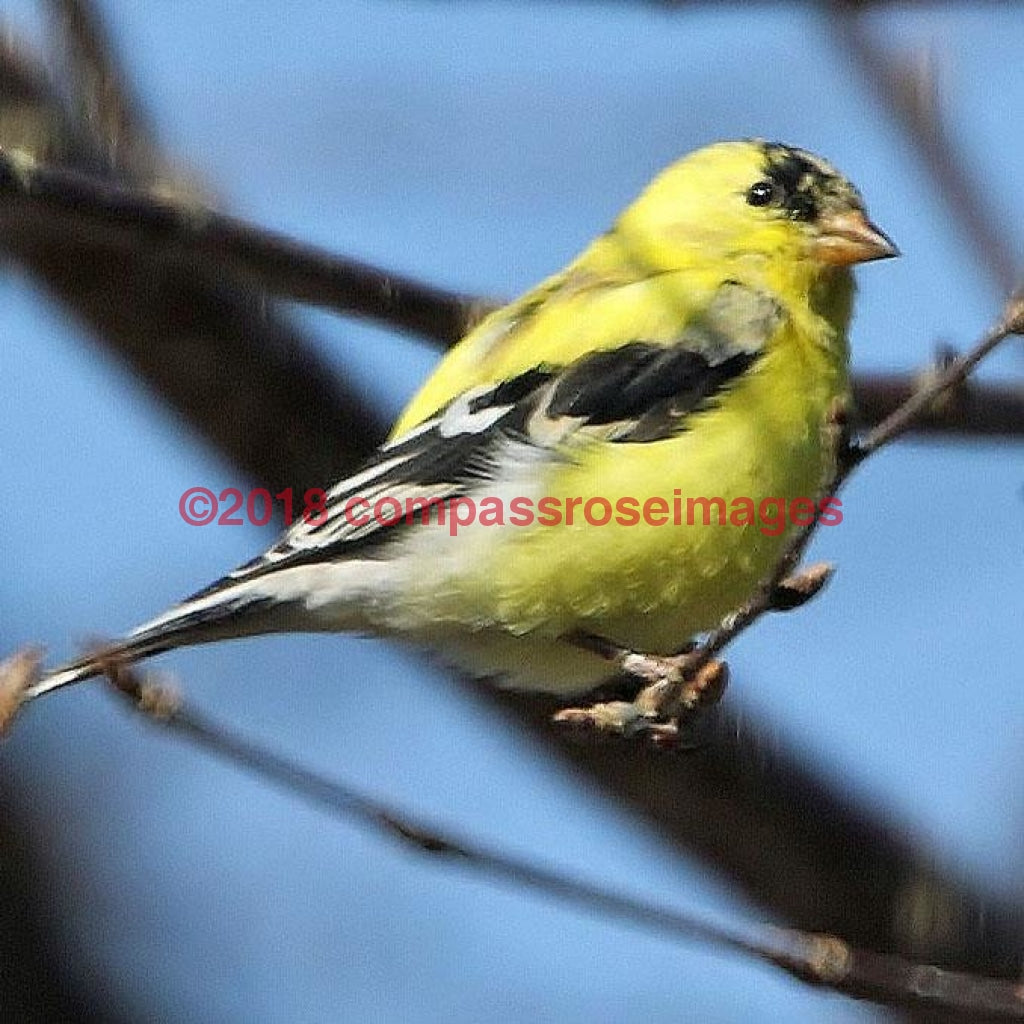 Finch, Yellow1-Tiles – Compass Rose Images