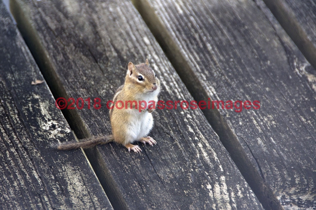 Wildlife Photo Greeting Cards & Prints|Chipmunk|Maine – Compass Rose Images