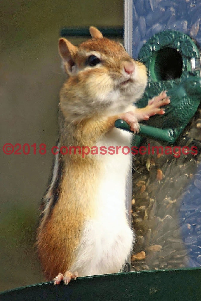 Wildlife Photo Greeting Cards & Prints|Chipmunk|Maine – Compass Rose Images
