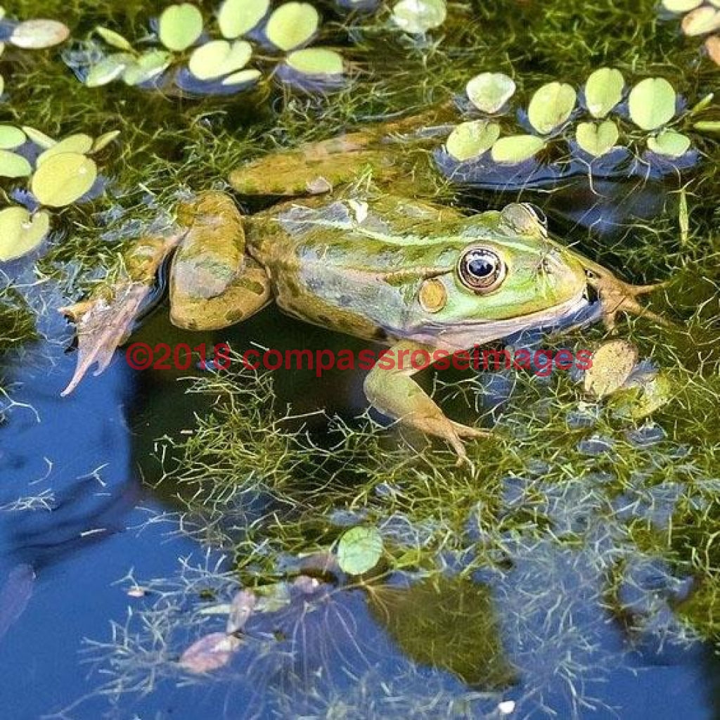 Frog 1-Tiles – Compass Rose Images