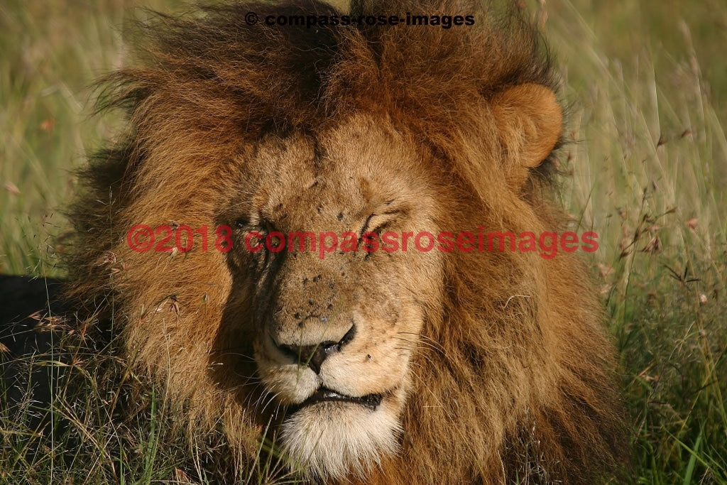 Wildlife Photo Greeting Cards & Prints|Lion|Africa – Compass Rose Images