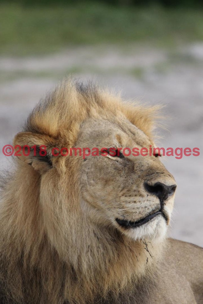 Wildlife Photo Greeting Cards & Prints|Lion|Africa – Compass Rose Images