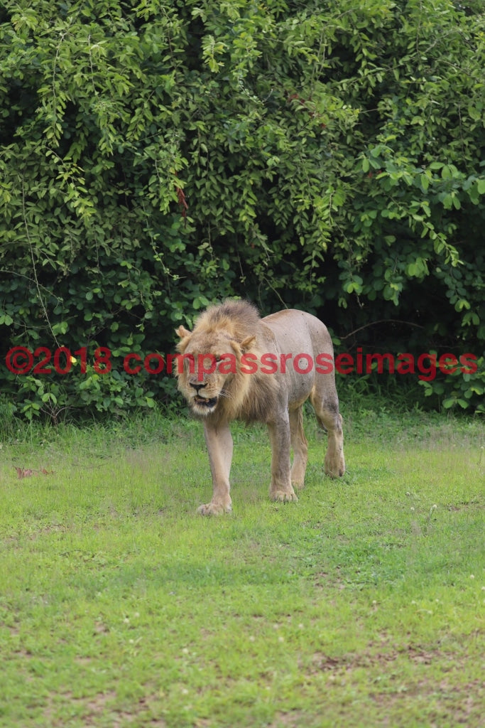 Wildlife Photo Greeting Cards & Prints|Lion|Africa – Compass Rose Images
