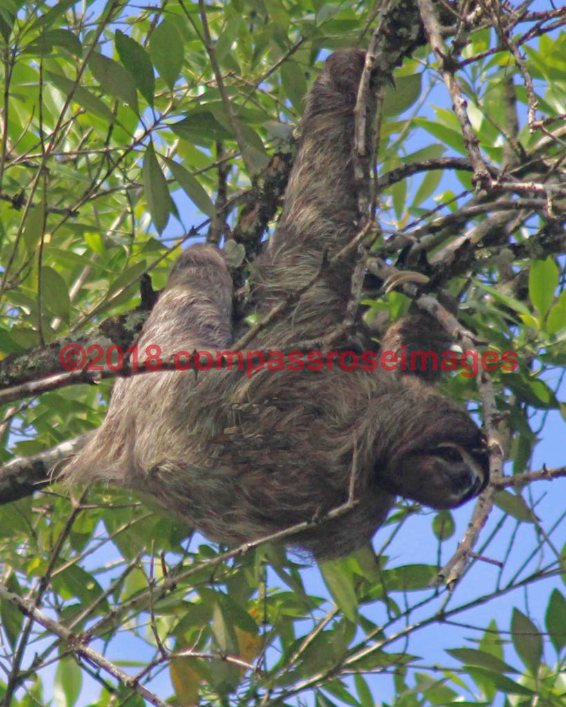Wildlife Photo Greeting Cards & Prints|Sloth/Costa Rica – Compass Rose ...
