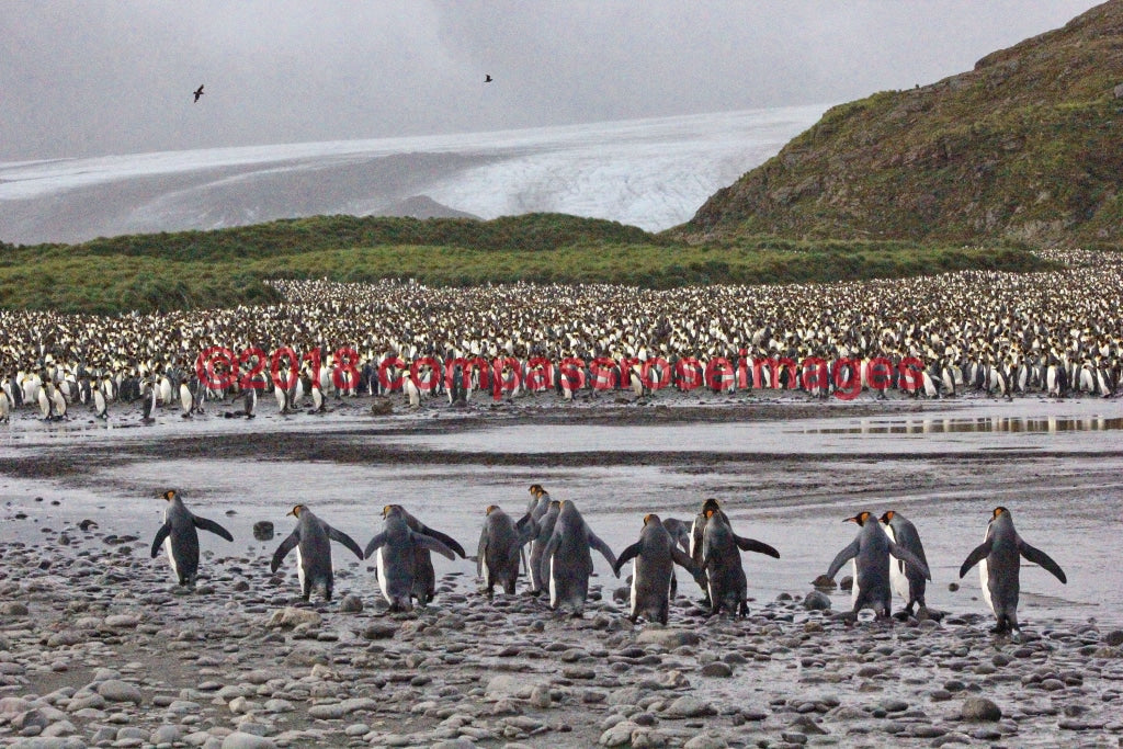 Wildlife Photo Greeting Cards & Prints|Penguin|Antarctica – Compass ...