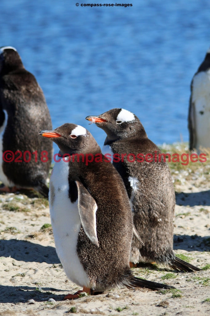 Wildlife Photo Greeting Cards & Prints|Penguin/Antarctrica – Compass ...