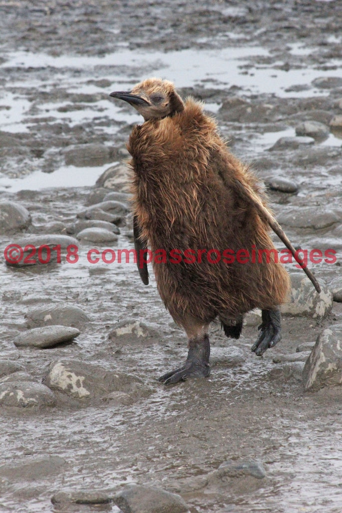 Wildlife Photo Greeting Cards & Prints|Penguin|Antarctica – Compass ...